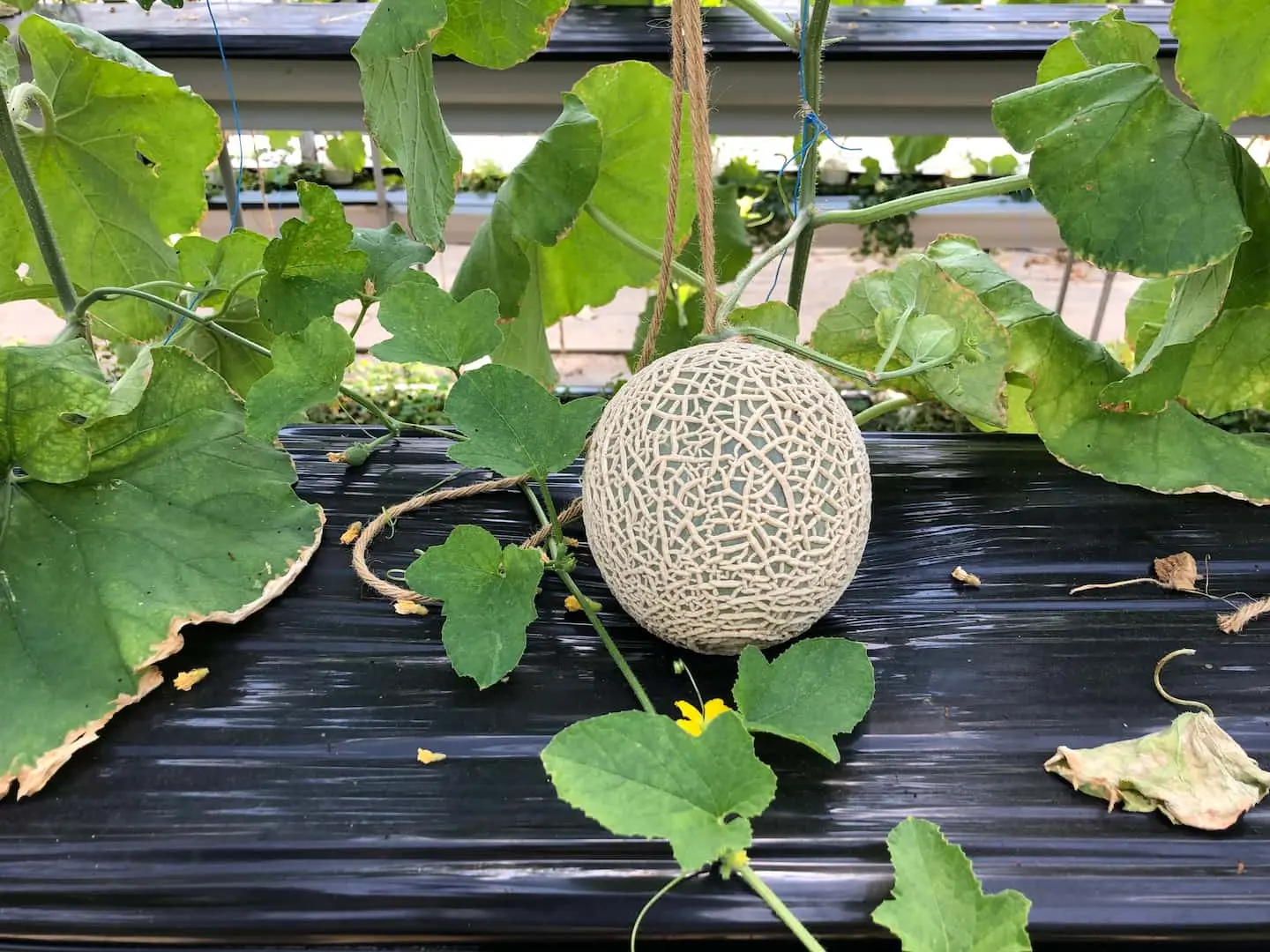 社内コミュニケーションの強化！職種混合チームで出かけてみた | 株式会社LYZON